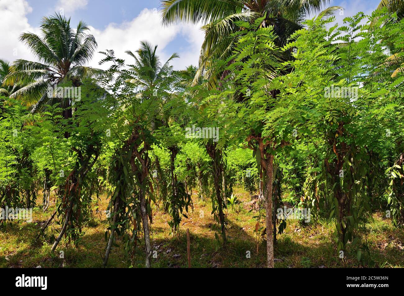 Vanille Plantage Stockfotos und -bilder Kaufen - Alamy