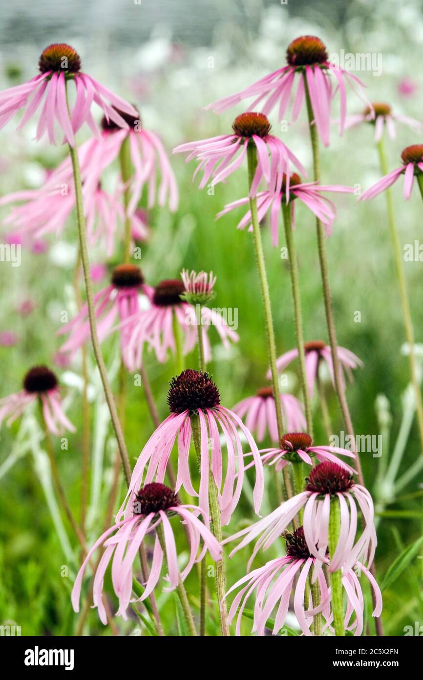 Echinacea pallida -Fotos und -Bildmaterial in hoher Auflösung – Alamy