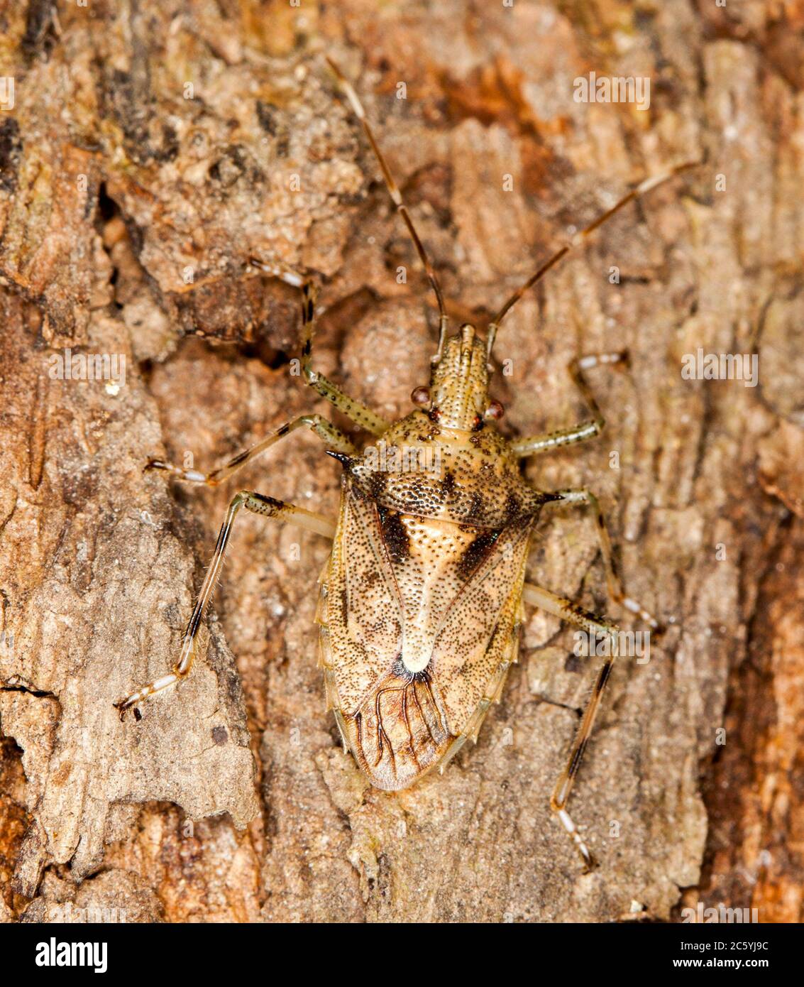 Sap sucking insects -Fotos und -Bildmaterial in hoher Auflösung – Alamy
