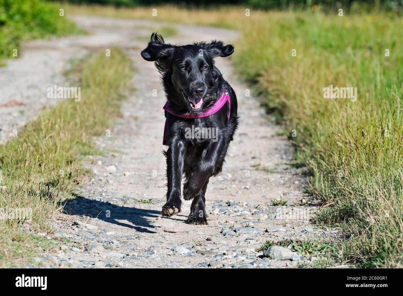 Hund dreck wohnung -Fotos und -Bildmaterial in hoher Auflösung – Alamy