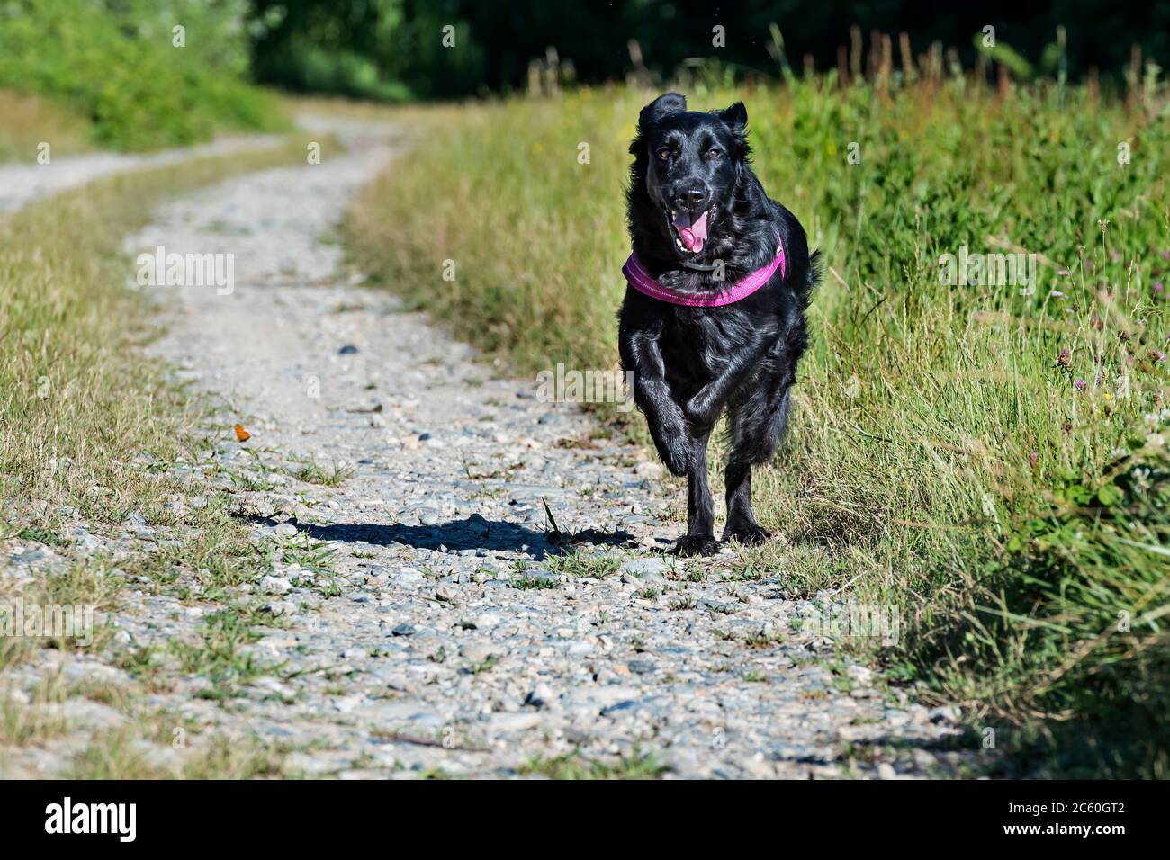 Hund dreck wohnung -Fotos und -Bildmaterial in hoher Auflösung – Alamy