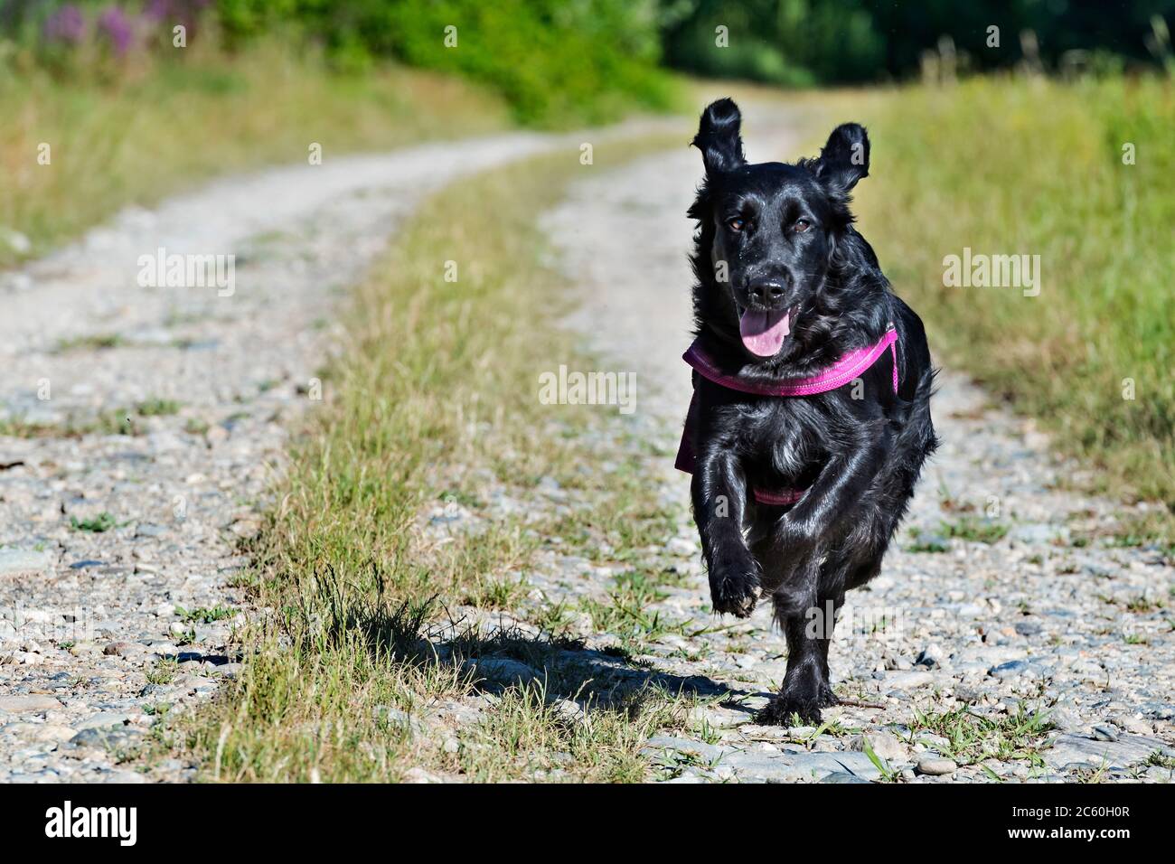 Hund dreck wohnung -Fotos und -Bildmaterial in hoher Auflösung – Alamy