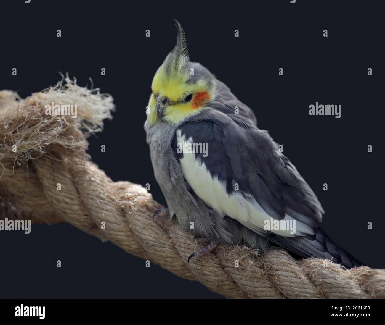 Cockatiel Cockatiels Bird Birds Stockfotos und -bilder Kaufen - Alamy