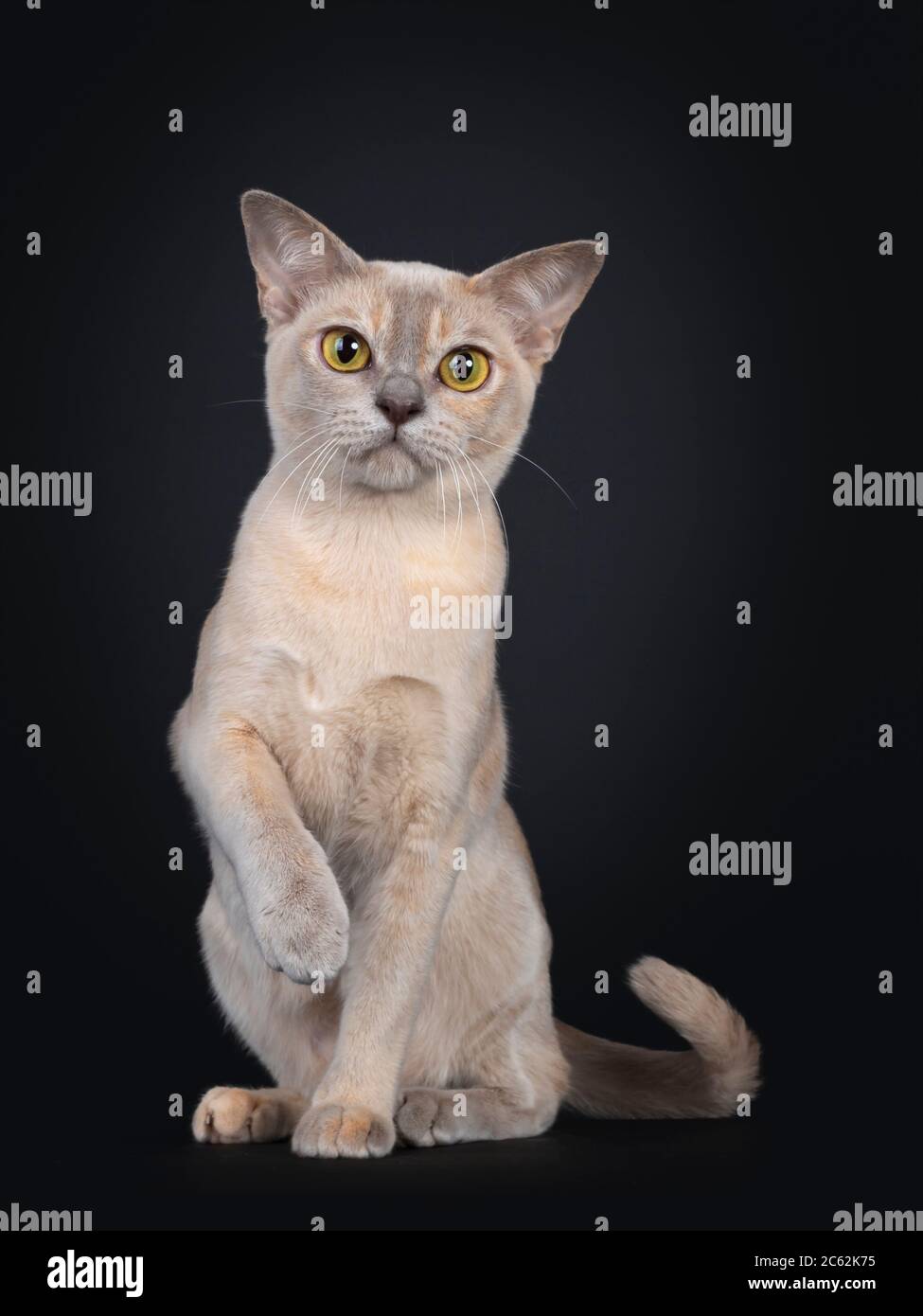 Nette junge Burma Katze, sitzt nach vorne mit einer Pfote verspielt in ...