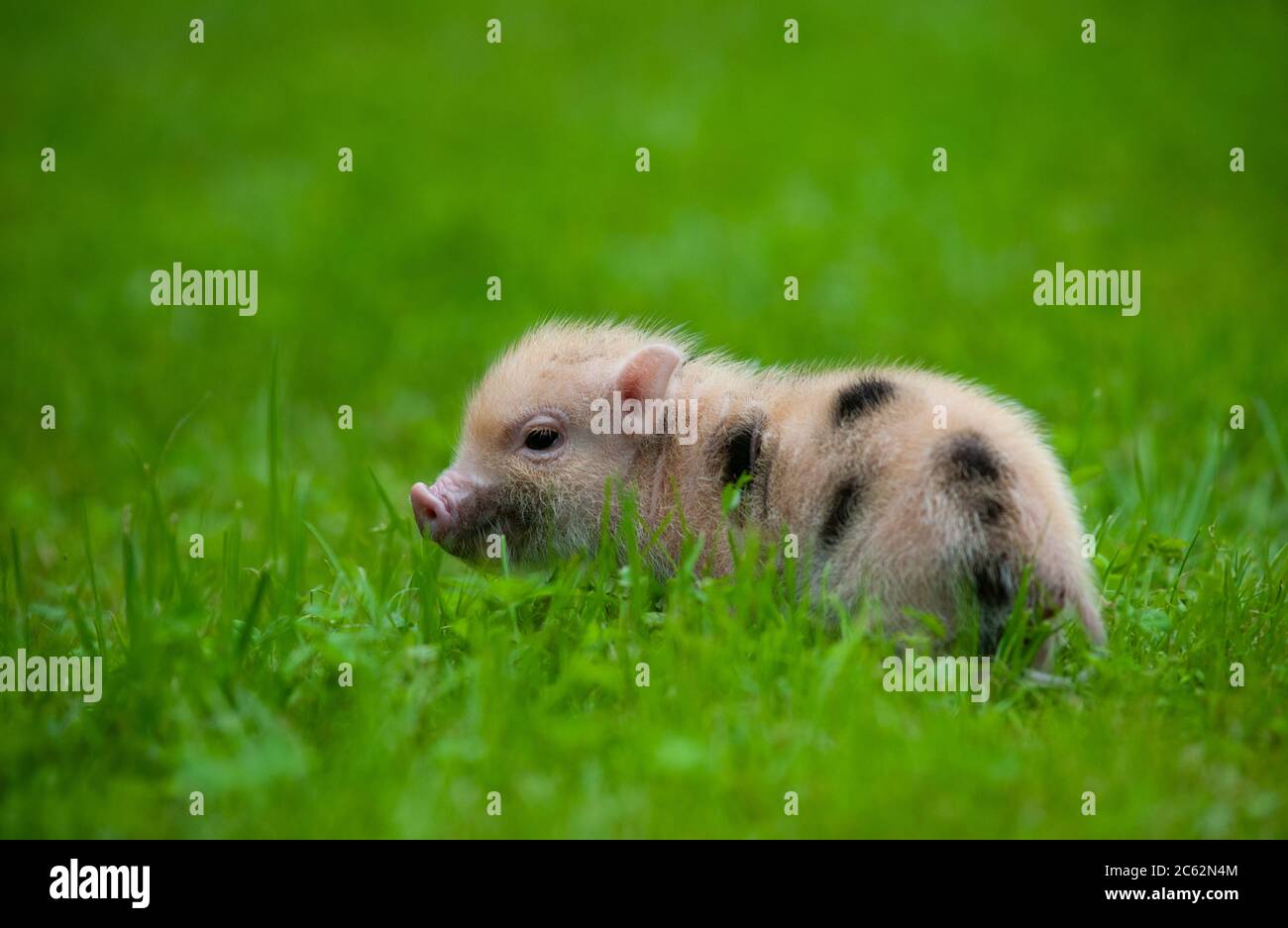 Mini pig piglet -Fotos und -Bildmaterial in hoher Auflösung – Alamy