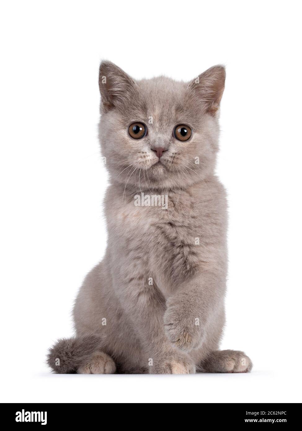 Flieder tortie -Fotos und -Bildmaterial in hoher Auflösung – Alamy