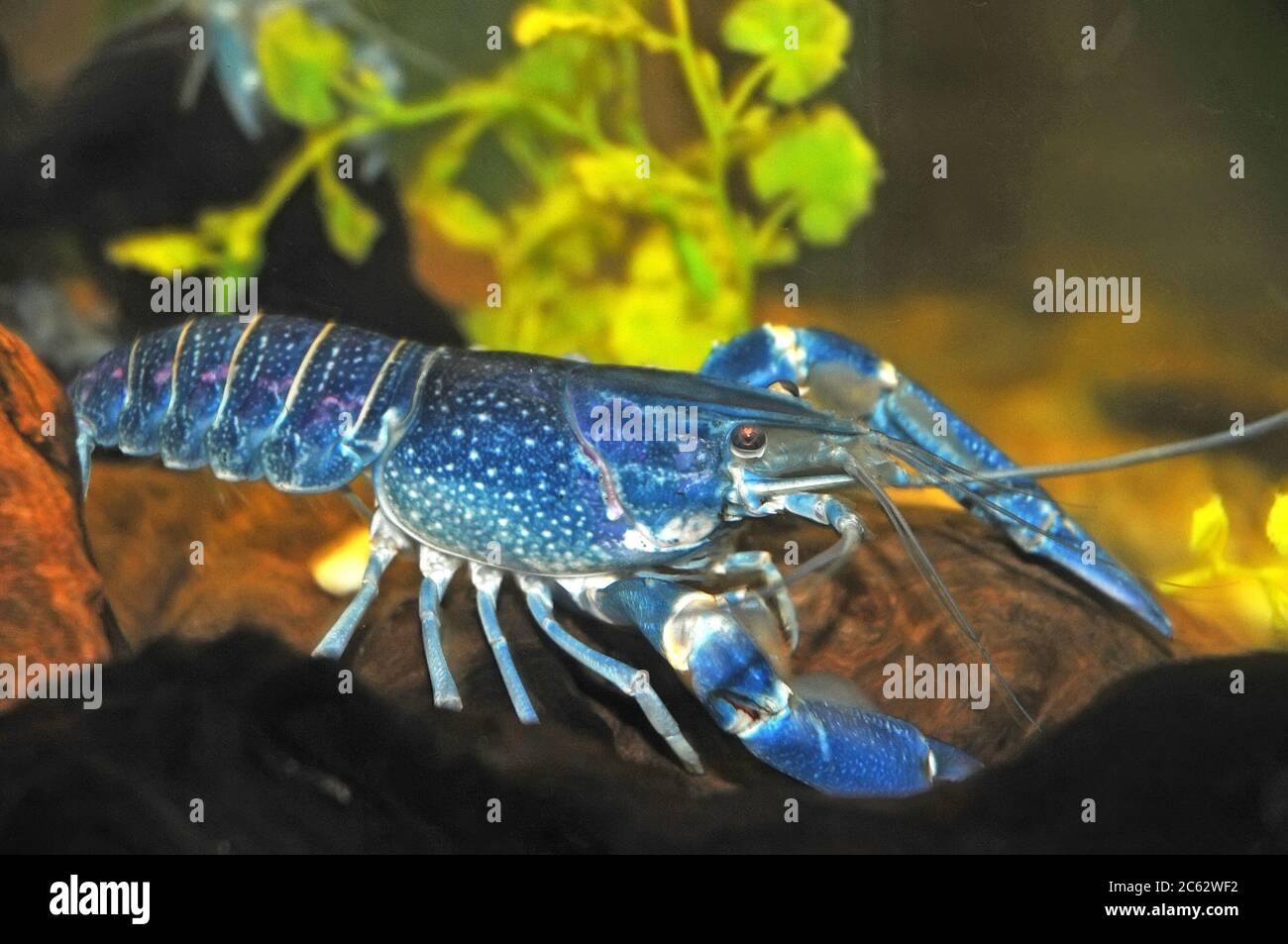 Nahaufnahme blaue krebse -Fotos und -Bildmaterial in hoher Auflösung ...