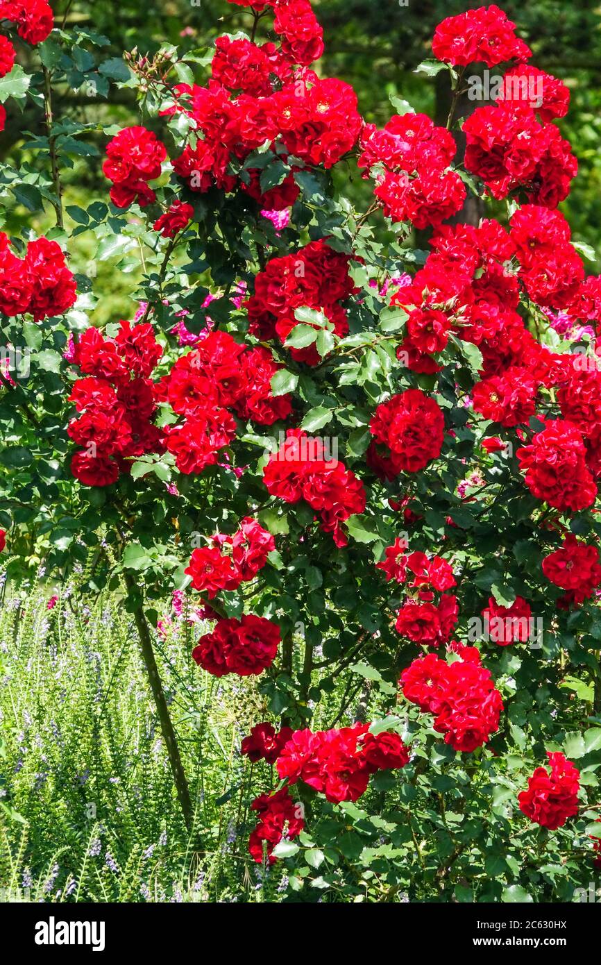 Red climbing Rose Garden Stockfotografie - Alamy