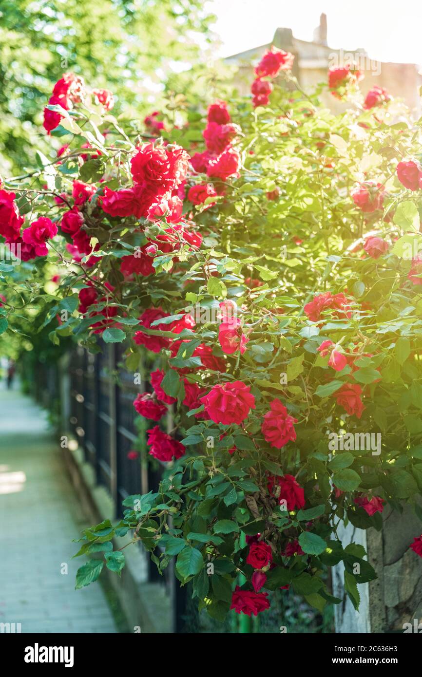 Kleine rosen -Fotos und -Bildmaterial in hoher Auflösung – Alamy