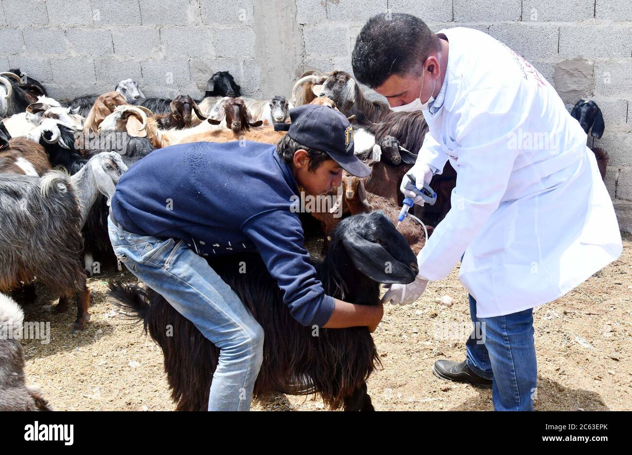 Damascus goat -Fotos und -Bildmaterial in hoher Auflösung – Alamy