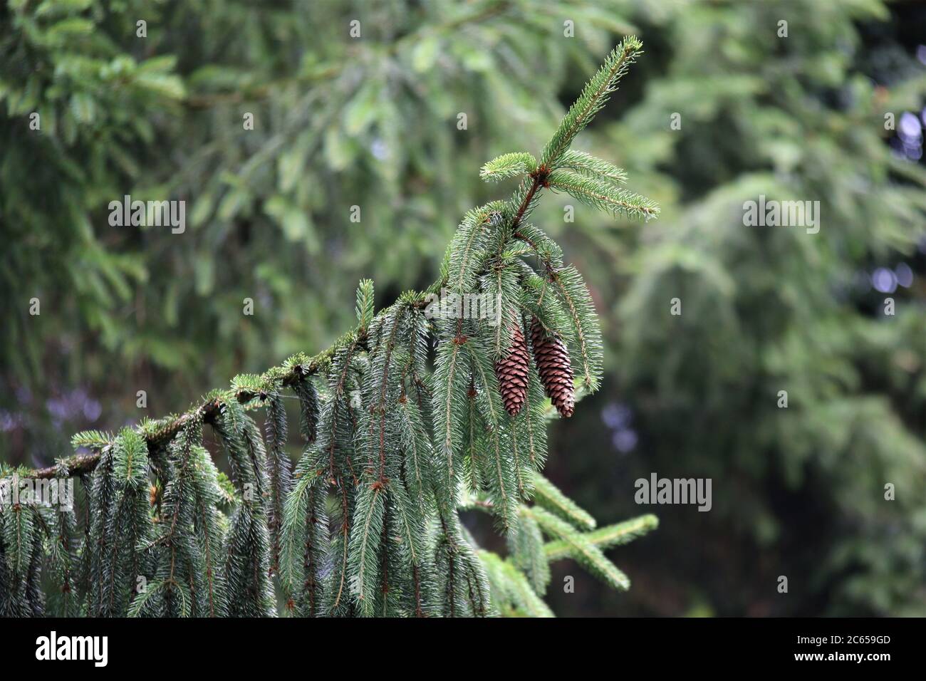 Tannenbaum tanne -Fotos und -Bildmaterial in hoher Auflösung – Alamy