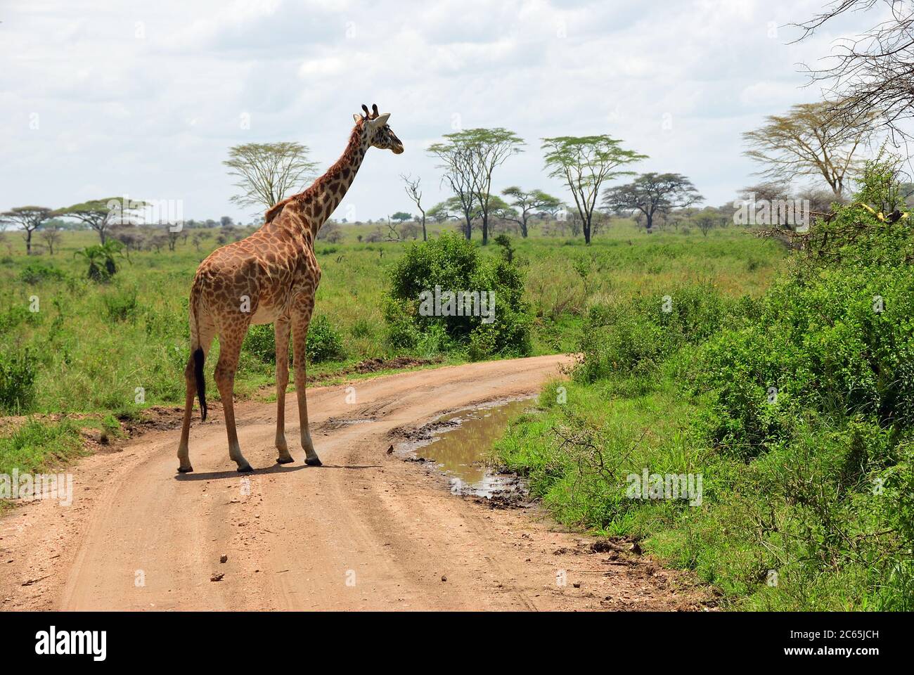 Masai Rennen Giraffe auf einem Feldweg zwischen der Savanne im Serengeti Nationalpark. Tansania ...