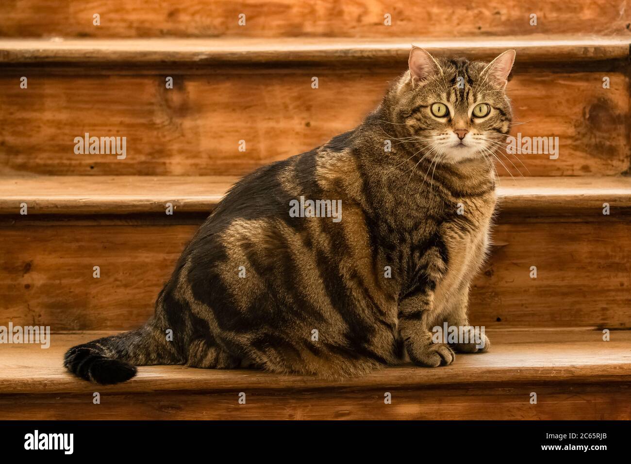 Dicke katze auf treppen -Fotos und -Bildmaterial in hoher Auflösung – Alamy