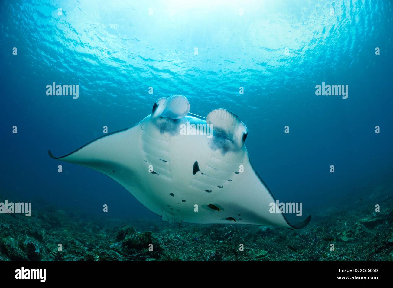 Riesiger pazifischer mantarochen -Fotos und -Bildmaterial in hoher ...