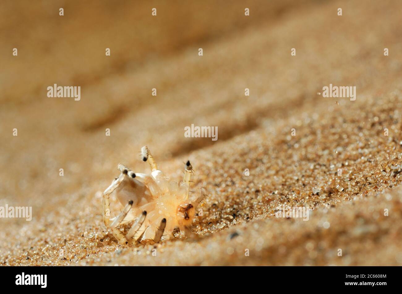 Carparachne aureoflava -Fotos und -Bildmaterial in hoher Auflösung – Alamy