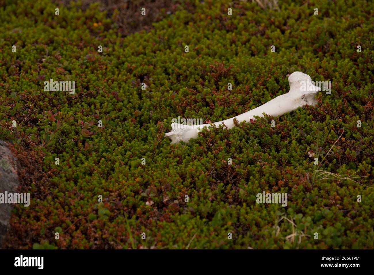 Weißer Knochen von Tier, Goahppeloaivi, Lappland, Finnland ...