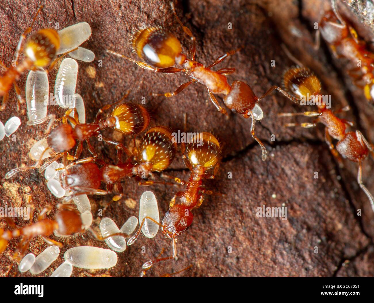 Kleine Ameisen kümmert sich um Larven Stockfotografie - Alamy Kleine Ameisen kümmert sich um Larven Stockfotografie - Alamy