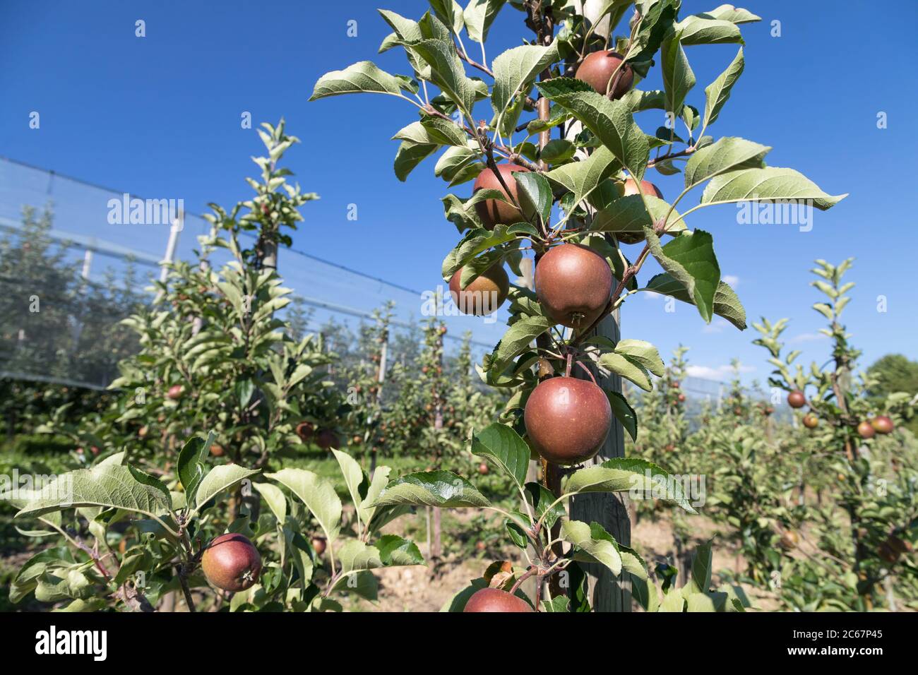 Obst ernte bodensee -Fotos und -Bildmaterial in hoher Auflösung – Alamy