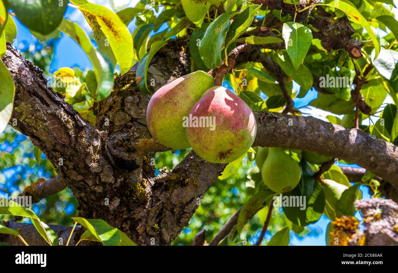 Alter birnbaum -Fotos und -Bildmaterial in hoher Auflösung – Alamy