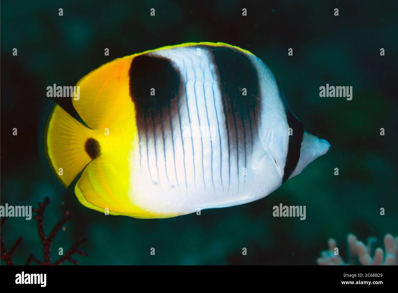 Cenderawasih bay -Fotos und -Bildmaterial in hoher Auflösung – Alamy