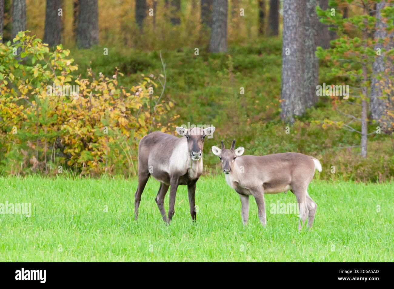 Rentier weibchen reindeer female rangifer -Fotos und -Bildmaterial in ...