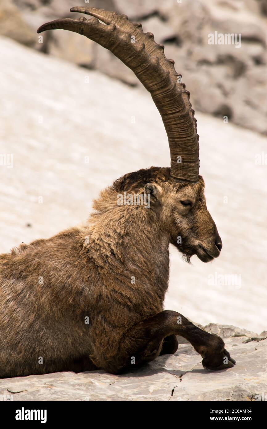 Steinbock auf schnee -Fotos und -Bildmaterial in hoher Auflösung – Alamy