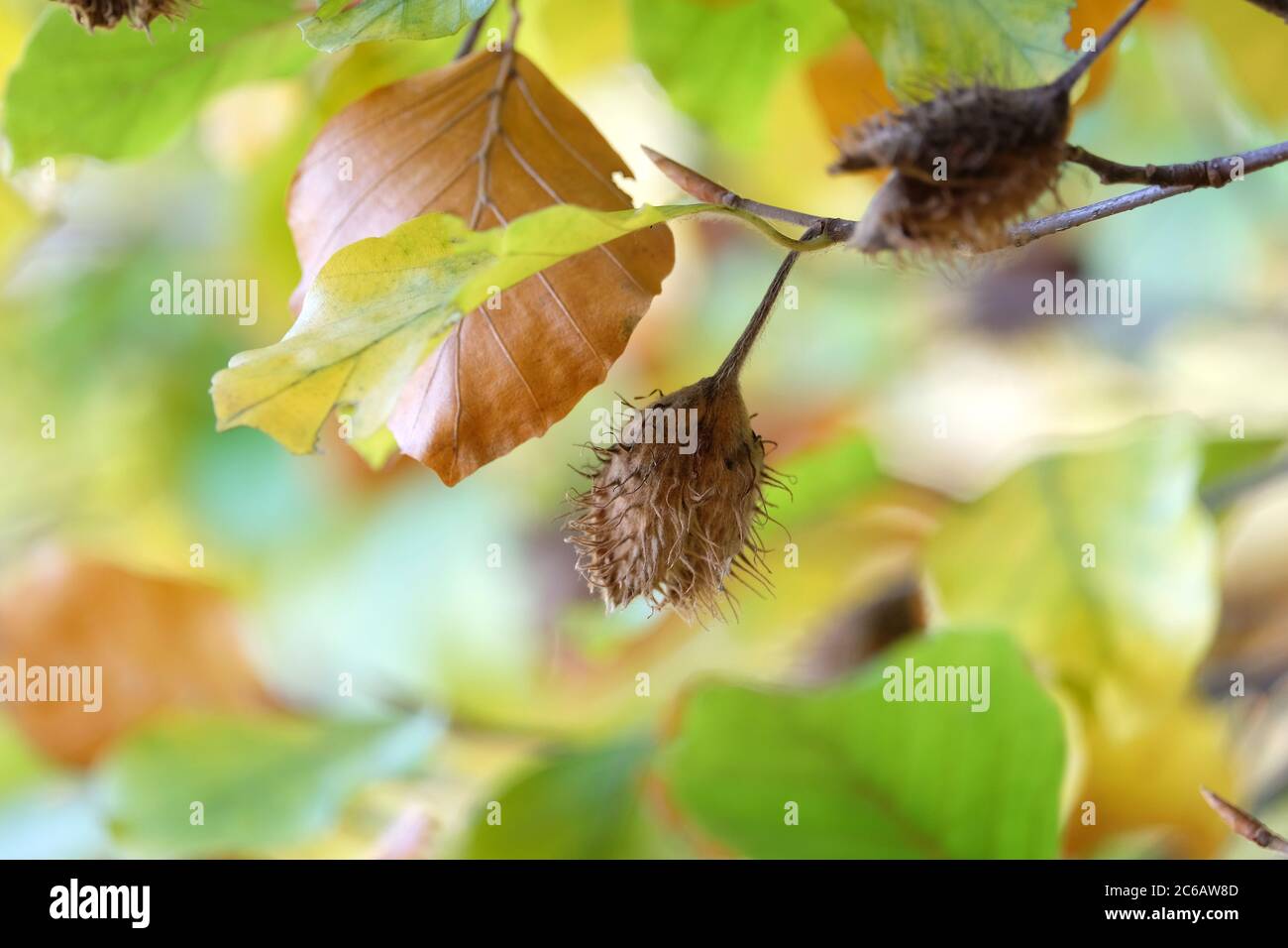 Buchecker Stockfotos und -bilder Kaufen - Alamy