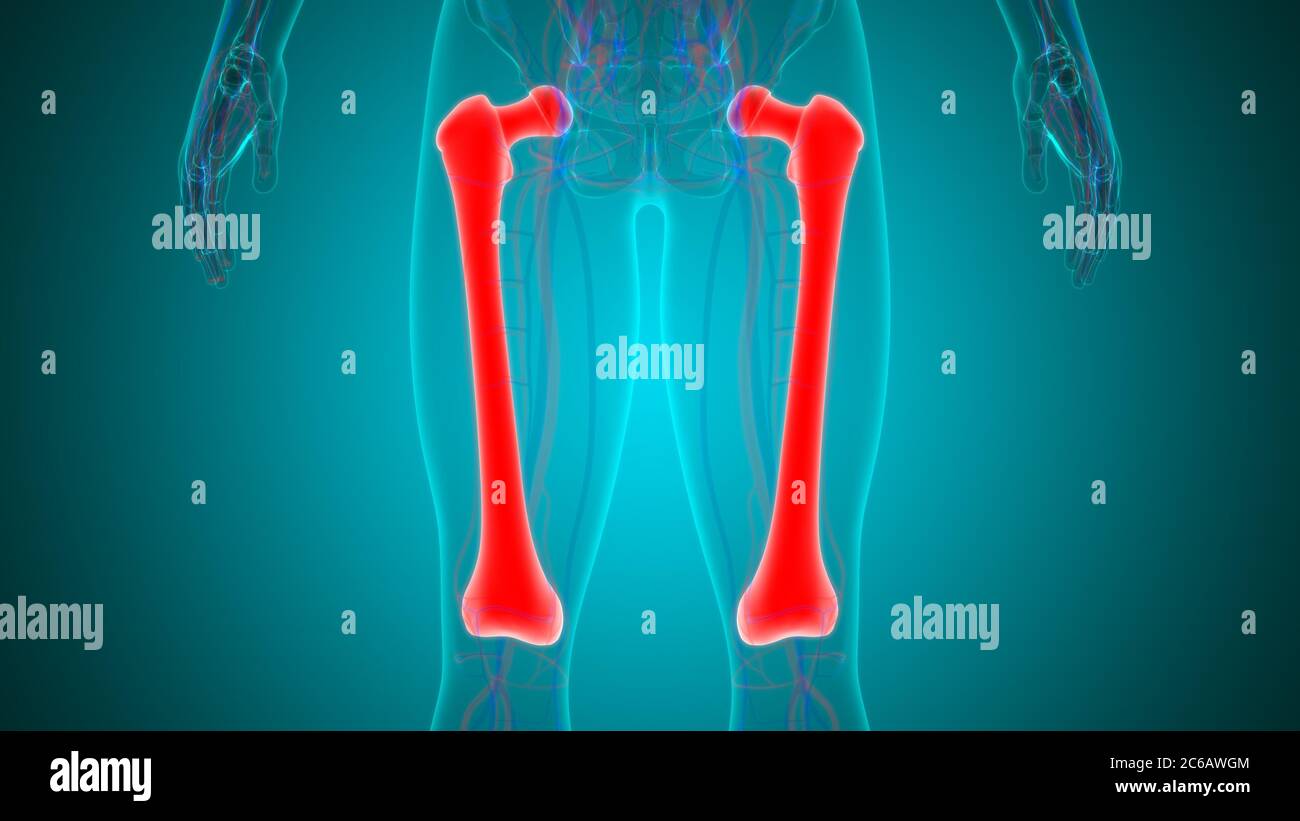 Menschliche Skelett Anatomie Femur Knochen 3D Rendering für ...