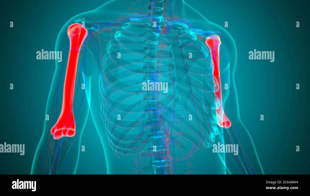 Menschliche Skelett Anatomie Humerus Knochen 3D Rendering für ...