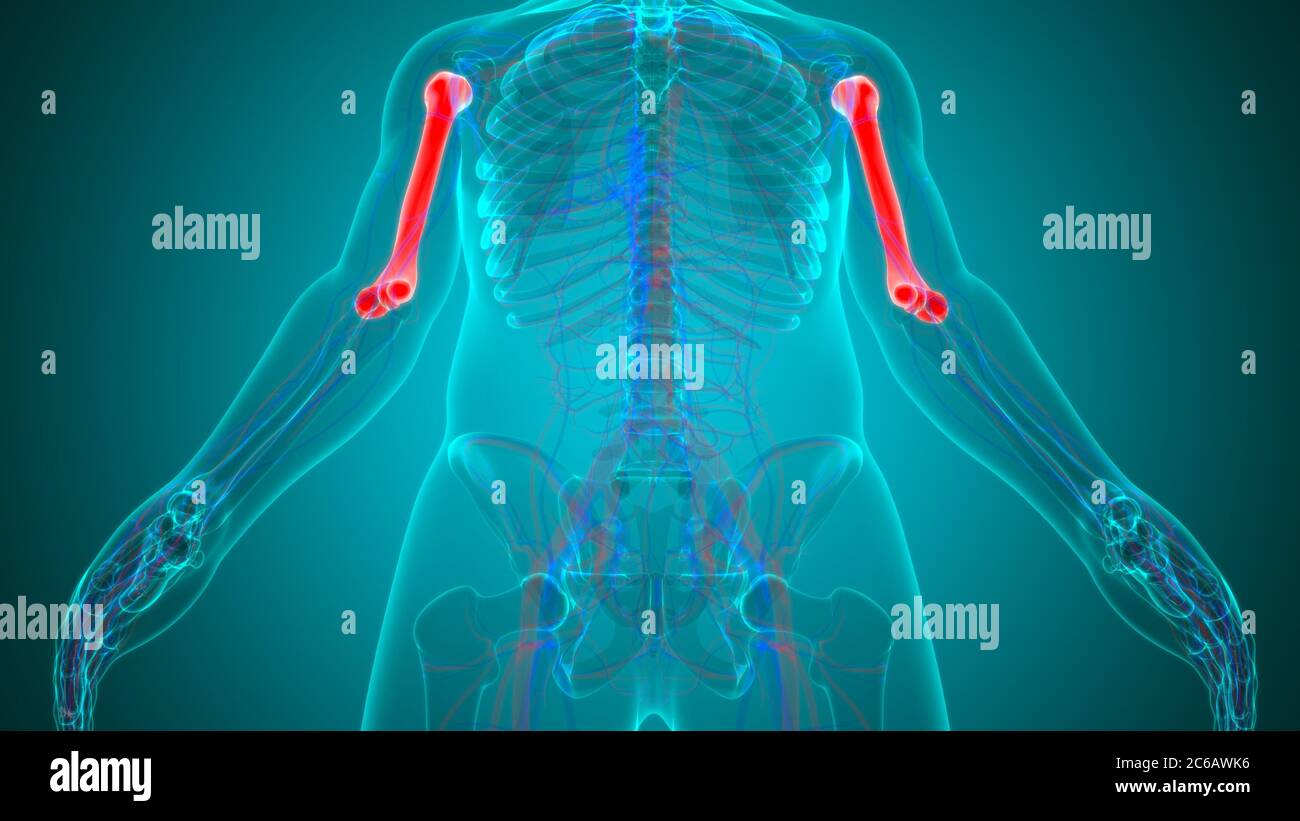 Menschliche Skelett Anatomie Humerus Knochen 3D Rendering für ...