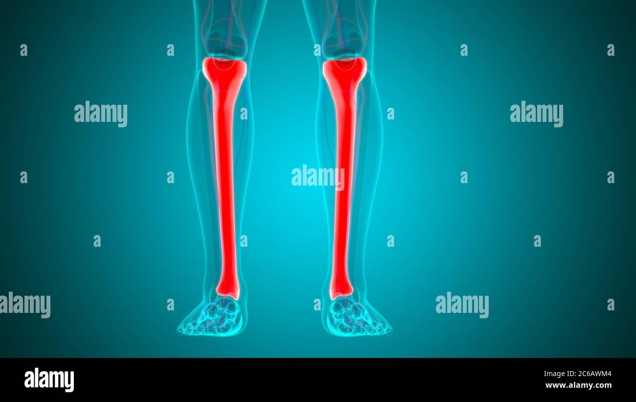 Menschliche Skelett Anatomie Tibia Knochen 3D Rendering für ...