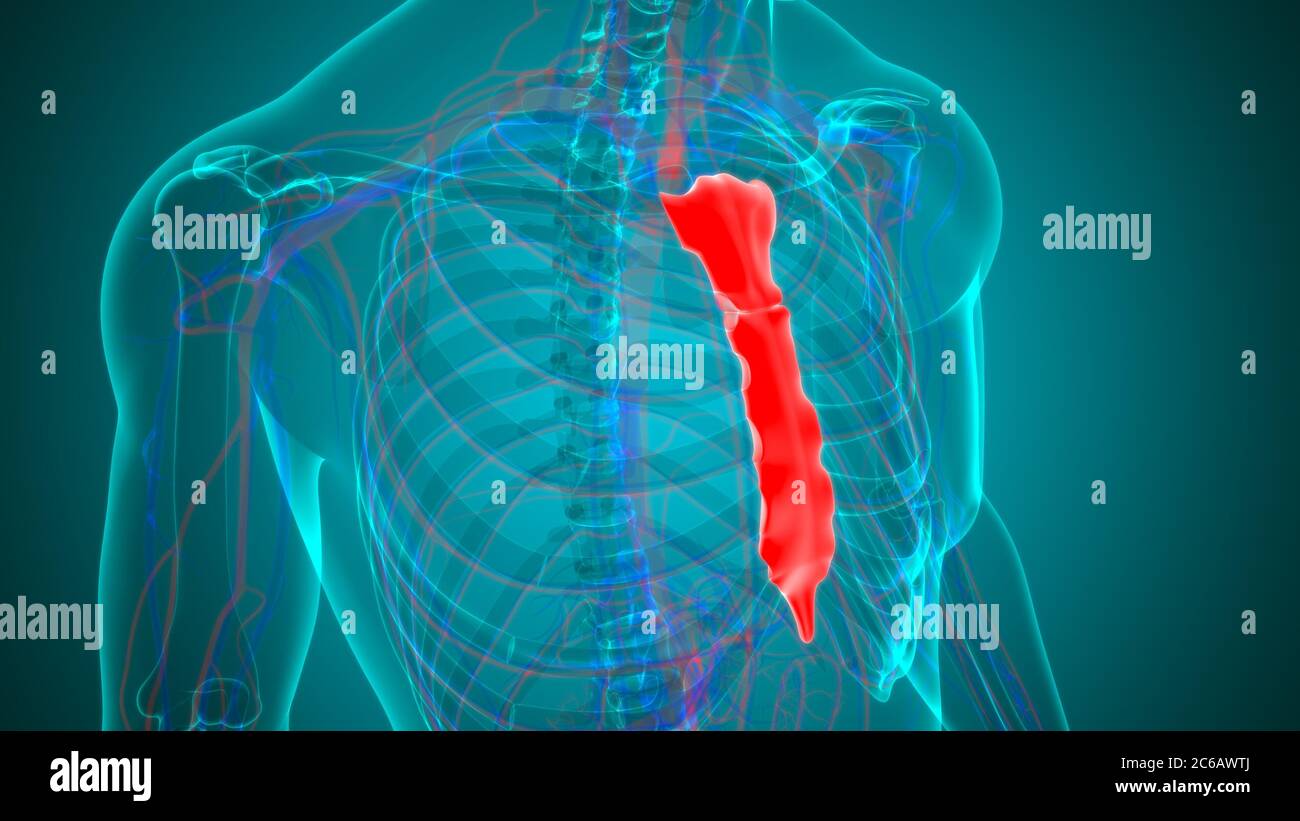 Menschliche Skelett Brustbein Knochen Anatomie für Medical Concept 3D ...