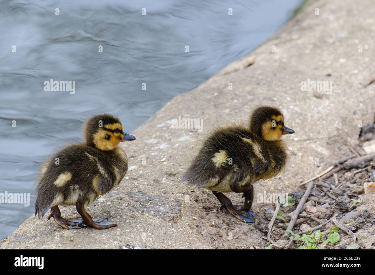 Zwei enten nisten -Fotos und -Bildmaterial in hoher Auflösung – Alamy