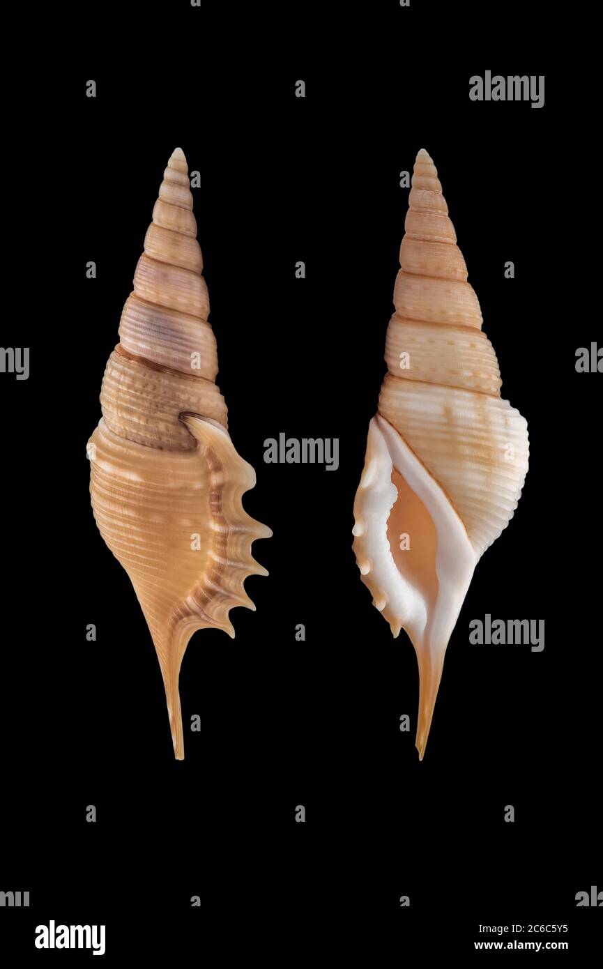 Powisi tibia -Fotos und -Bildmaterial in hoher Auflösung – Alamy