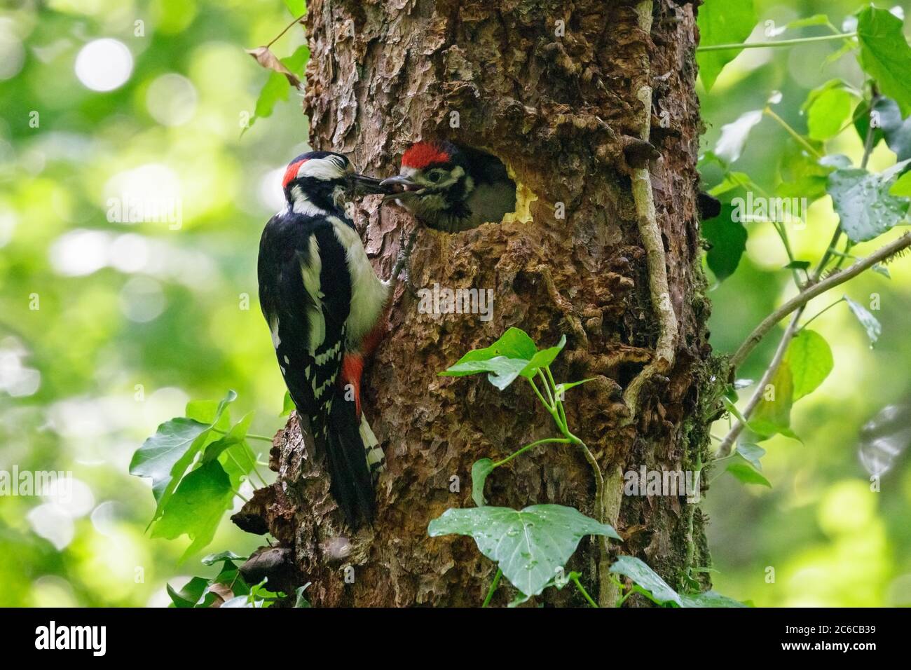 Specht vogel foto -Fotos und -Bildmaterial in hoher Auflösung – Alamy