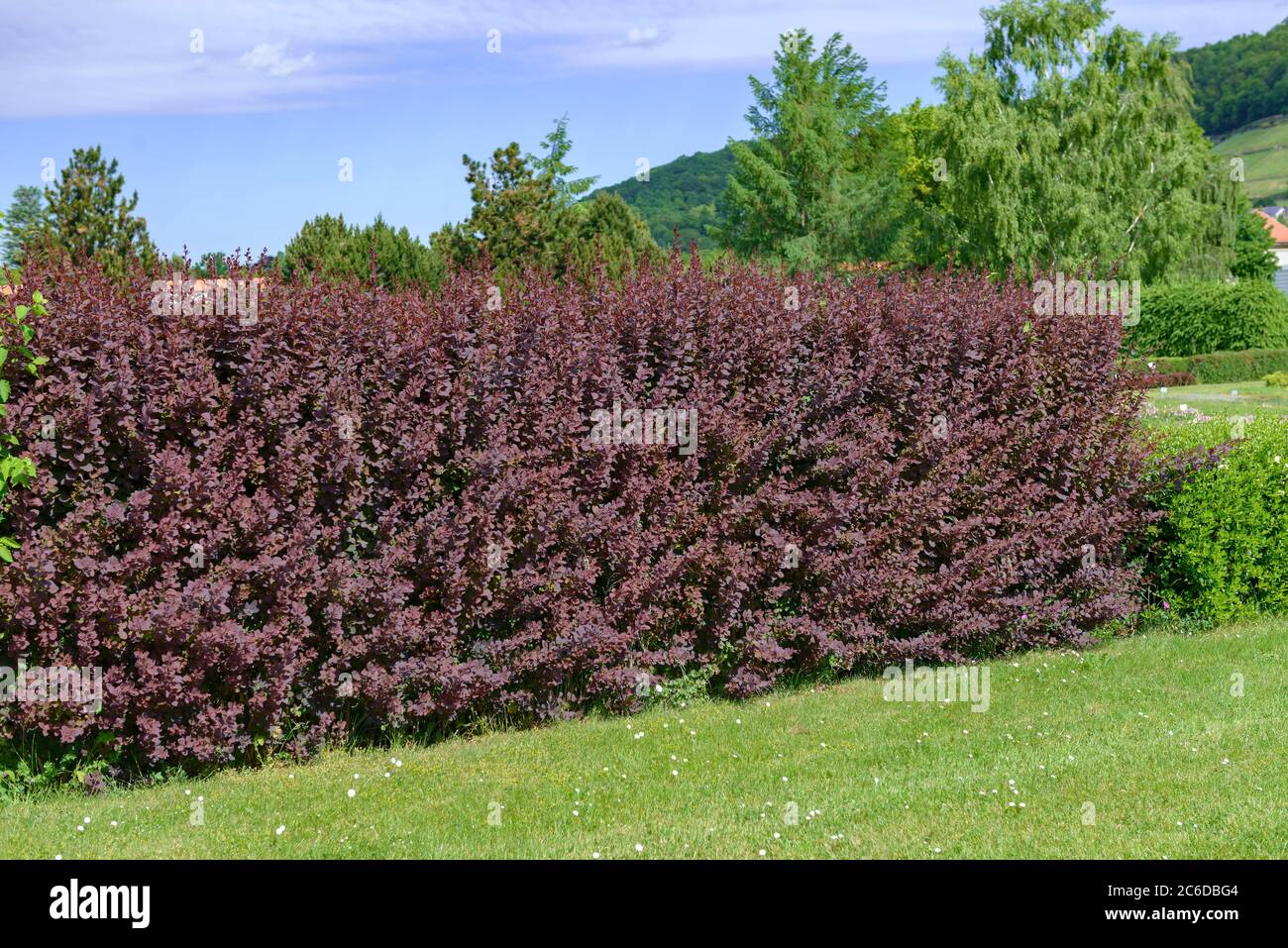 Berberis thunbergii var atropurpurea superba -Fotos und -Bildmaterial ...
