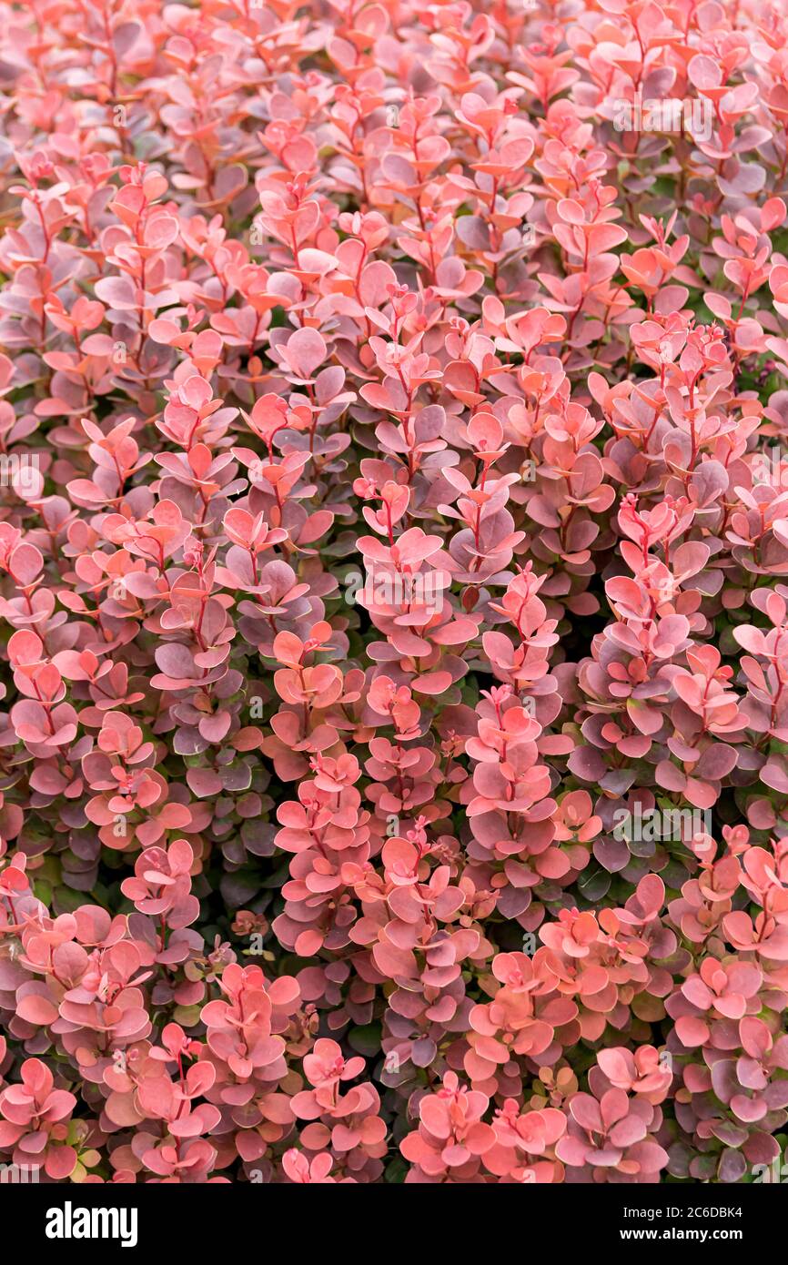 Rote Kugel-Berberitze, Berberis thunbergii SUNJOY MINI KASTANIENBRAUN ...