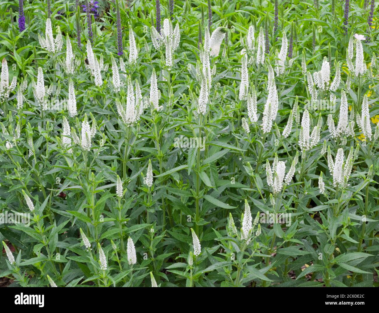 Lady veronica -Fotos und -Bildmaterial in hoher Auflösung – Alamy
