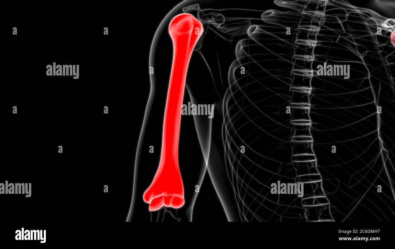 Menschliche Skelett Anatomie Humerus Knochen 3D Rendering für ...