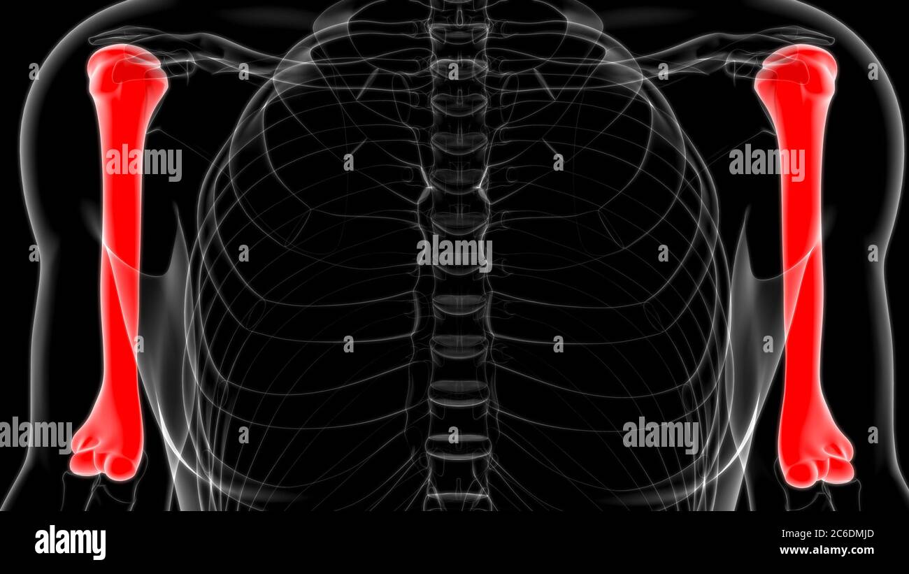 Menschliche Skelett Anatomie Humerus Knochen 3D Rendering für ...