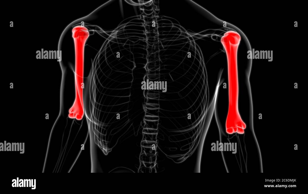Menschliche Skelett Anatomie Humerus Knochen 3D Rendering für ...