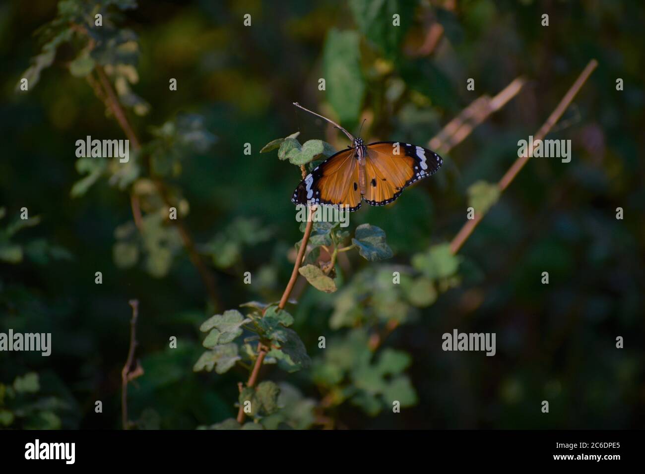 Helle blattfarben -Fotos und -Bildmaterial in hoher Auflösung – Alamy