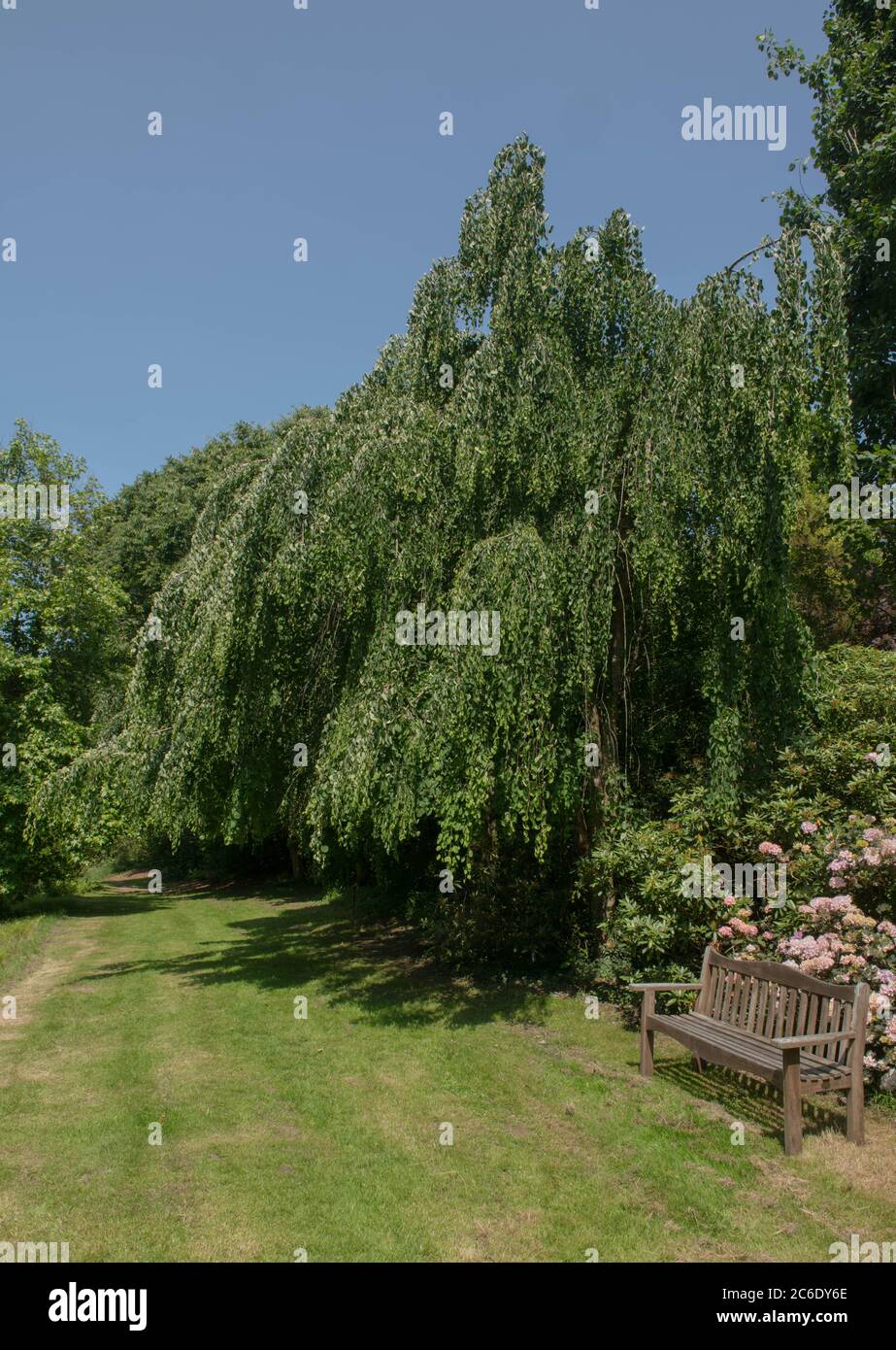 Cercidiphyllum pendula -Fotos und -Bildmaterial in hoher Auflösung – Alamy