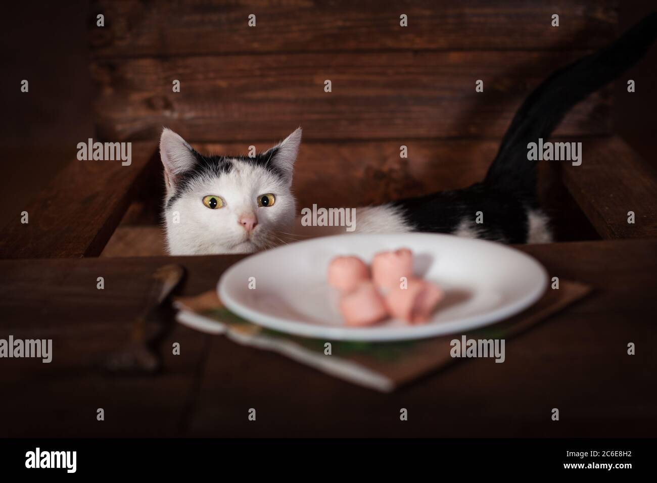 Die Katze isst Wurst, sitzt auf einem Holzstuhl am Tisch. Die Katze ...