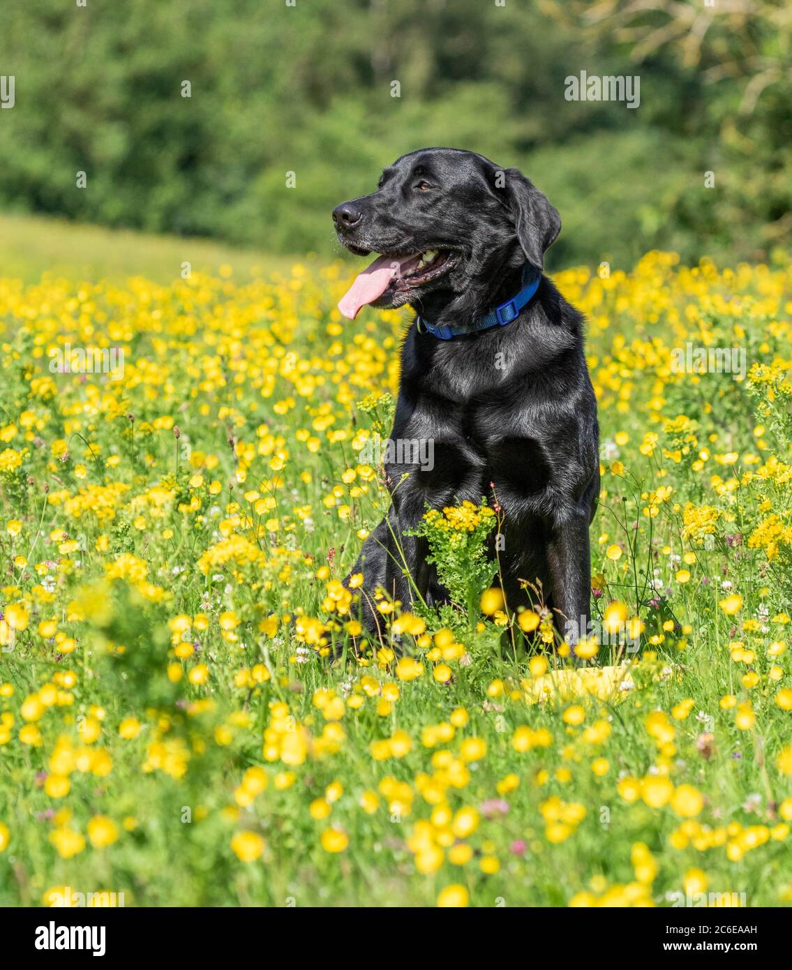 Sitzender labrador retriever -Fotos und -Bildmaterial in hoher ...
