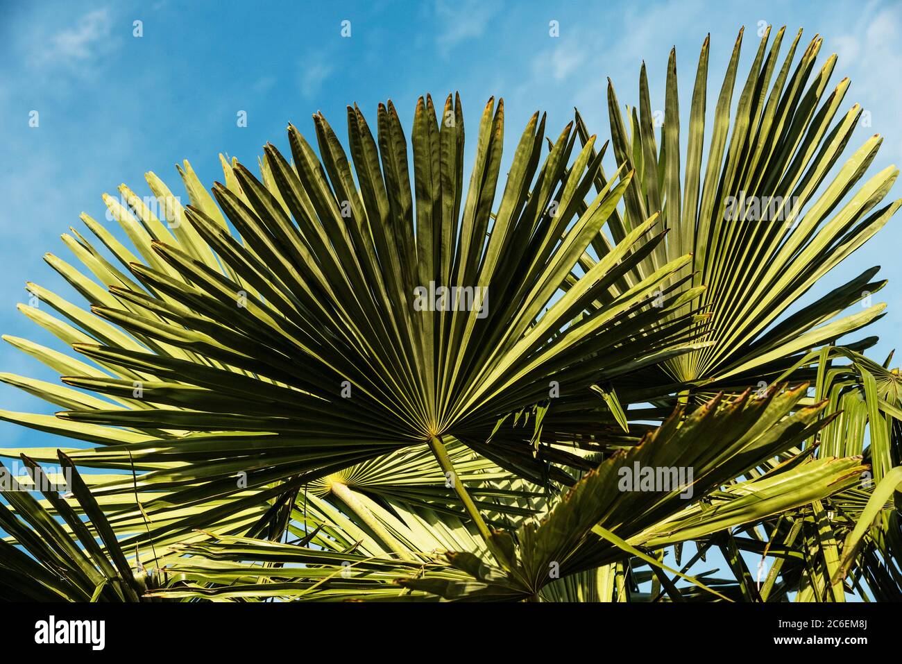 Chamaerops humilis leaf -Fotos und -Bildmaterial in hoher Auflösung – Alamy