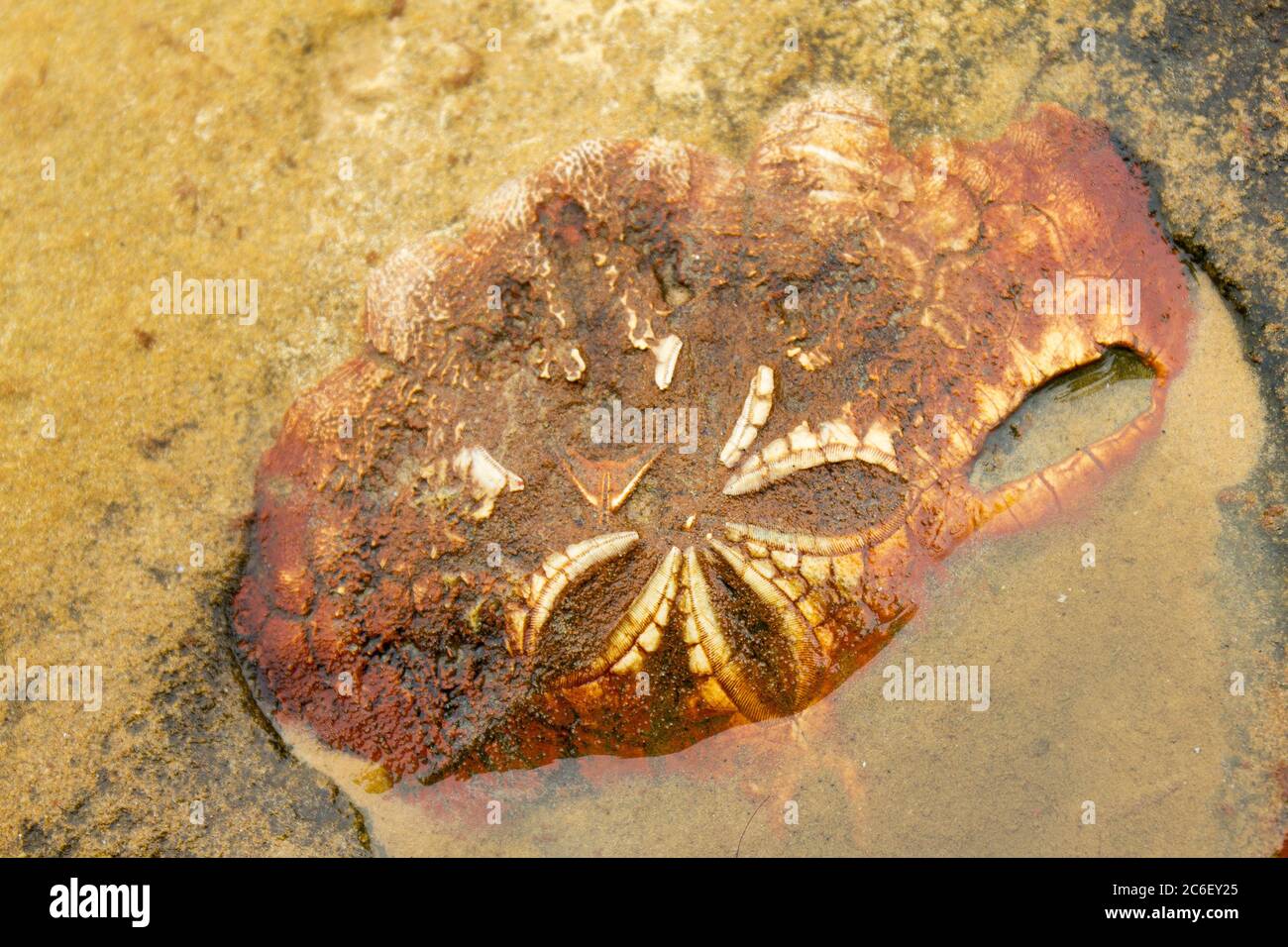 Fossile Seeigel (Echinoidea) in Küstengestein und Sand: Familie ...
