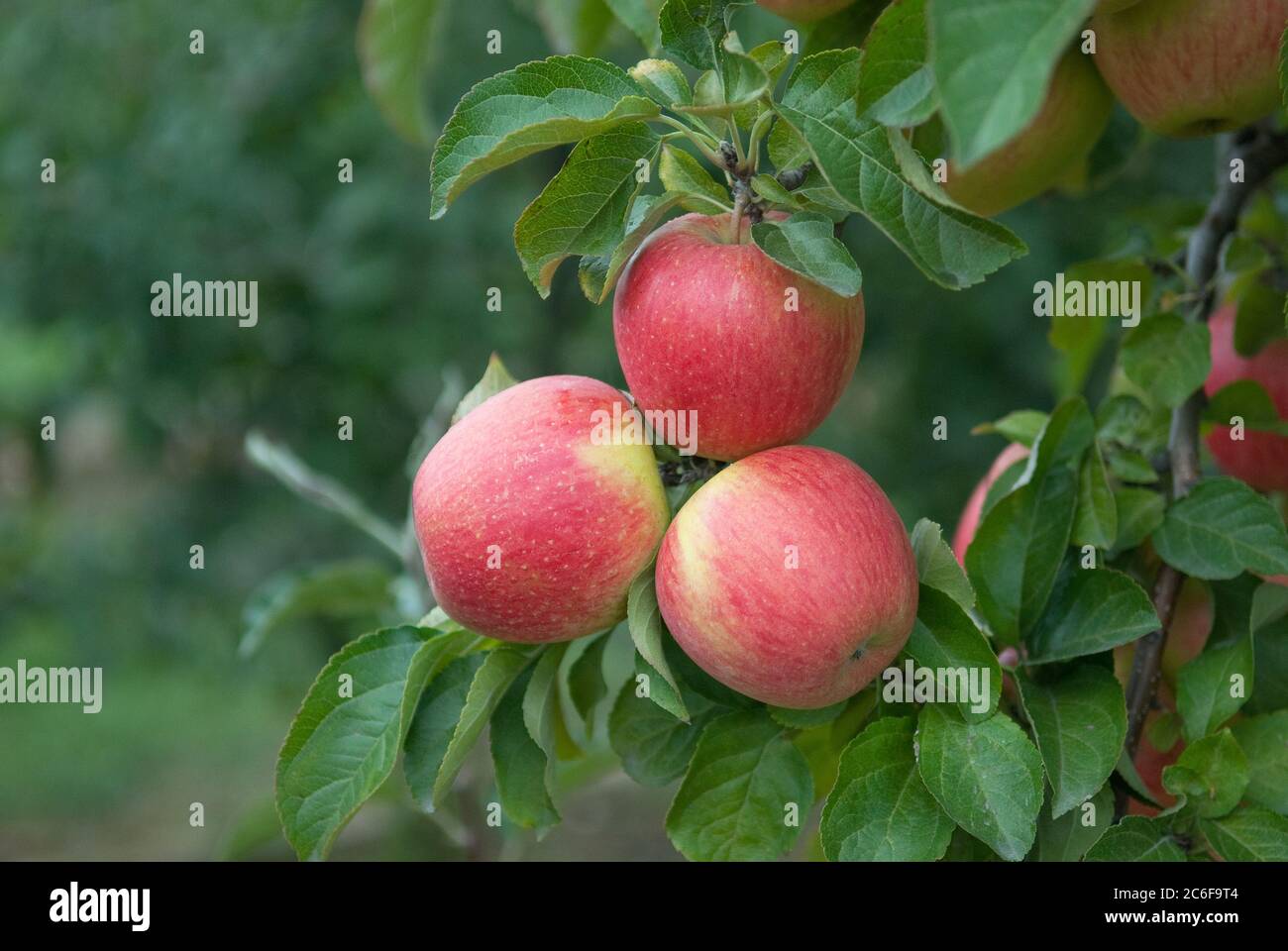Apfelbaum malus domestica pinova -Fotos und -Bildmaterial in hoher ...