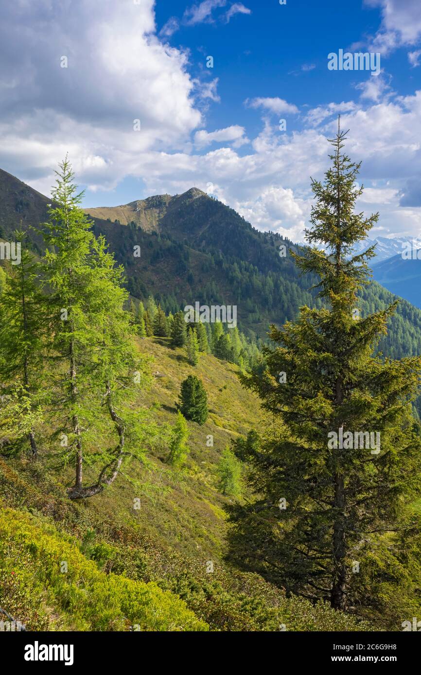 Berglandschaft im Frühjahr mit europäischen Lärchen und Fichten ...