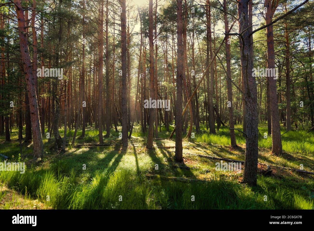 Vintage wald -Fotos und -Bildmaterial in hoher Auflösung – Alamy